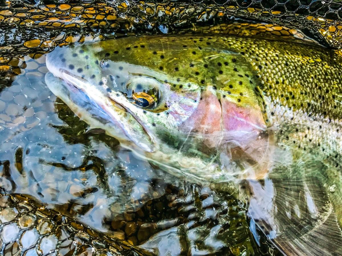 Steelhead Fly Fishing in the Upper Peninsula - Resource...