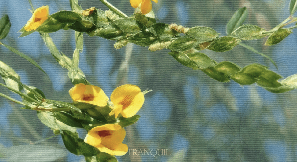 闊葉丁癸 Zornia Latifolia Maconha Brava 是什麼？ 本草・草本實驗室 Recu...