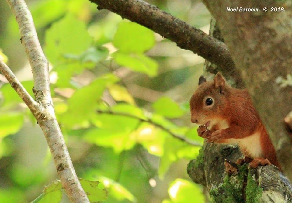 The Magic of Merlin - woodlands nature wildlife conserv...