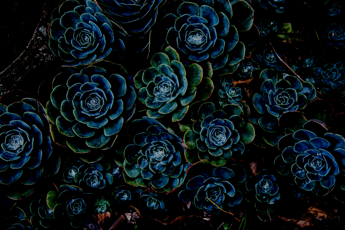 The Self of the Self-Organizing System