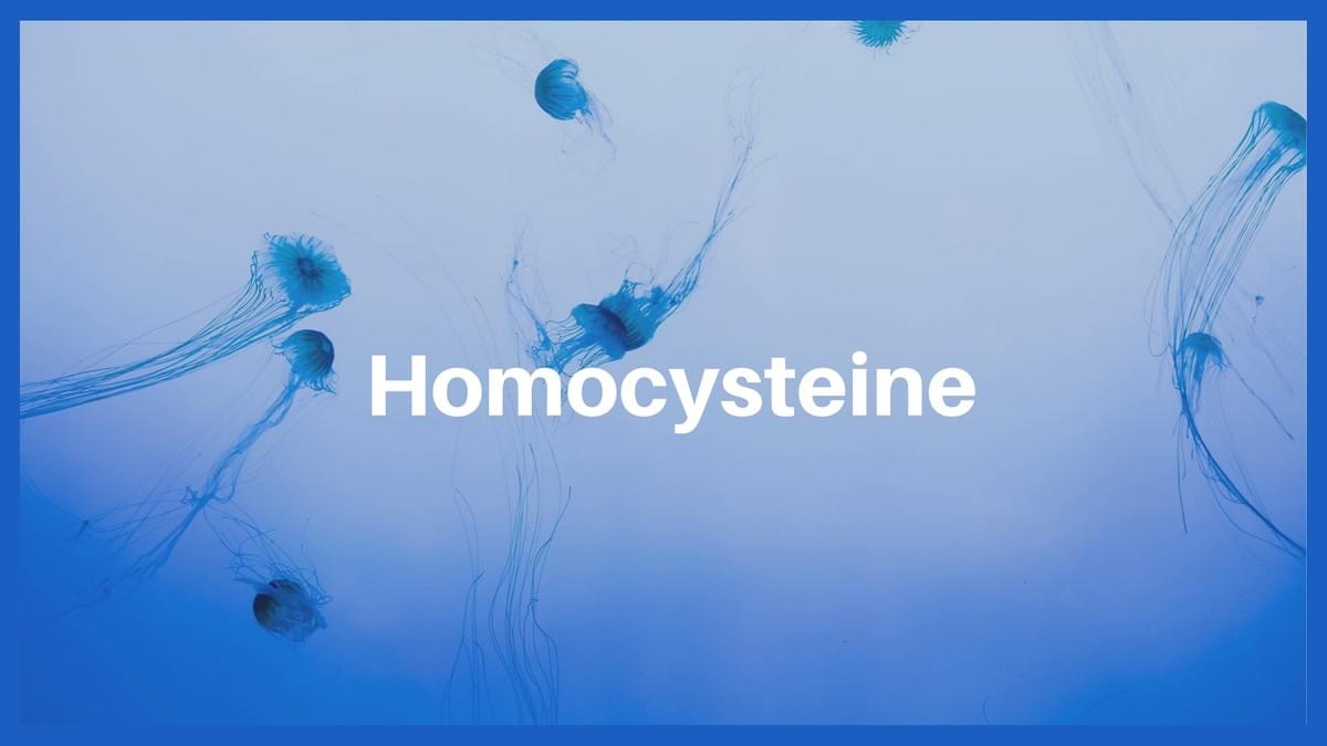 Homocysteine - homocysteine healthy amino acid homocyst...