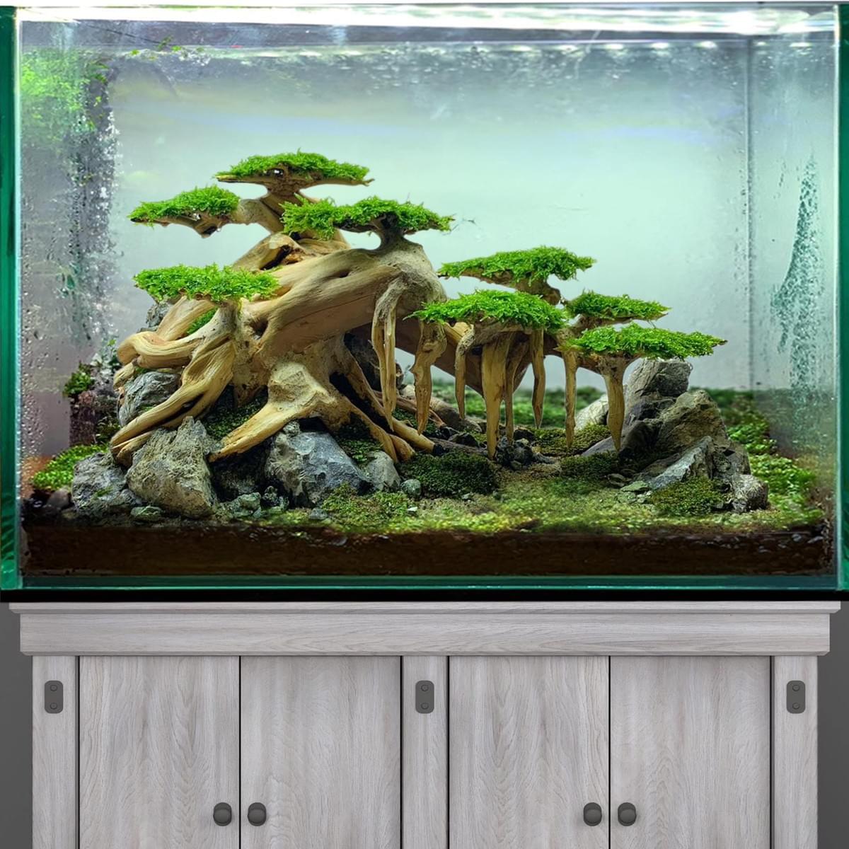 planted tank tree
