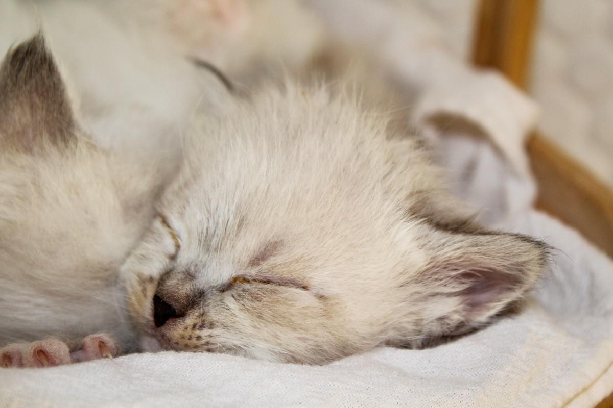 Unveiling the Allure of Neva Masquerade Colorpoints, A ...