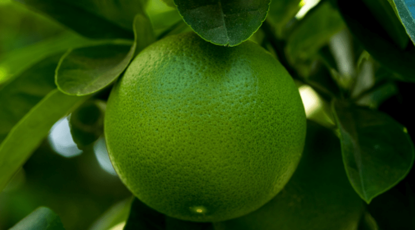Energizing Lime
