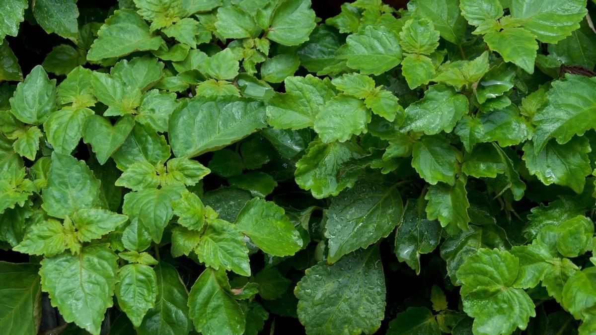 Unveiling the Hidden Benefits of Patchouli Oil for Skin...