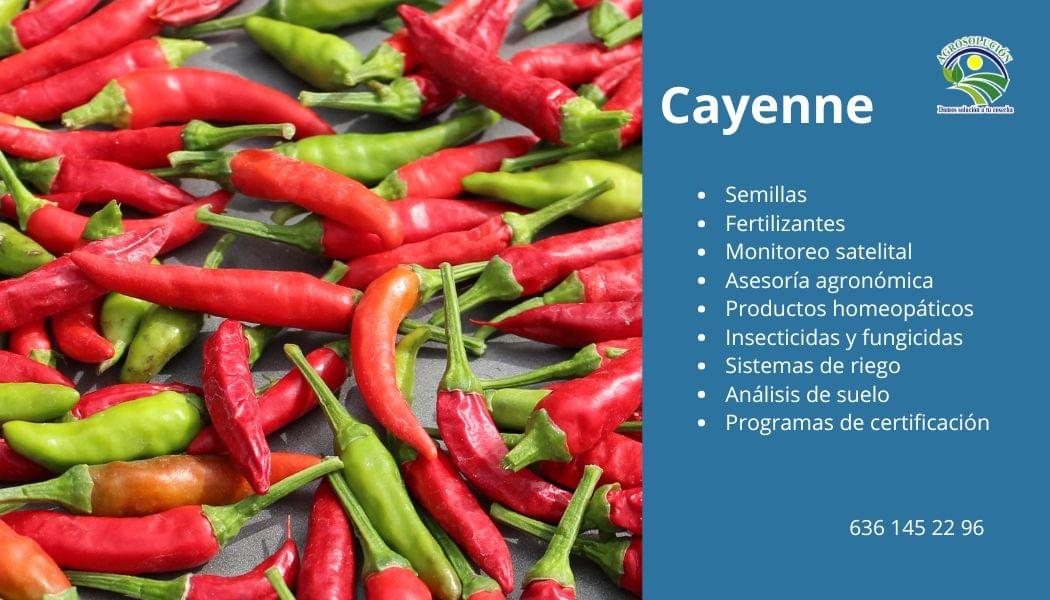 El Cultivo de Chile Cayenne: Un Cultivo de Alto Valor p...