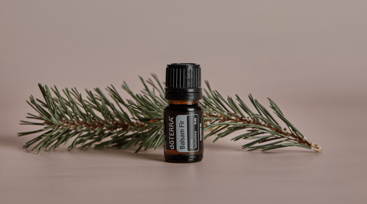 The Brilliance of Balsam Fir - Essential Oils