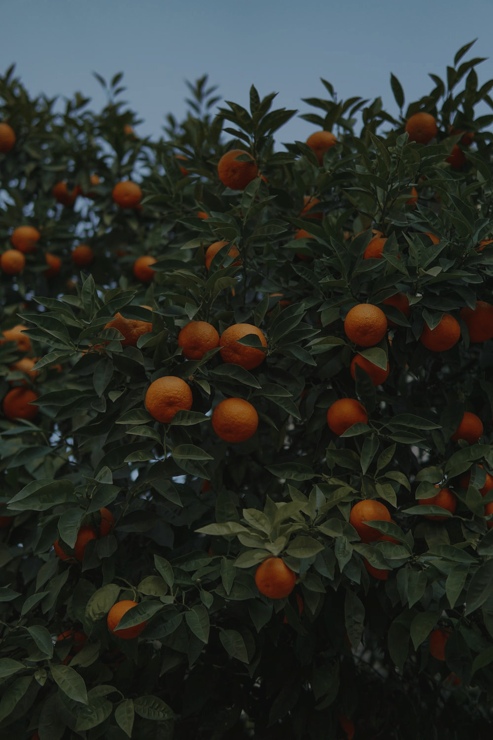 Sweet Red Mandarin - Essential Oils