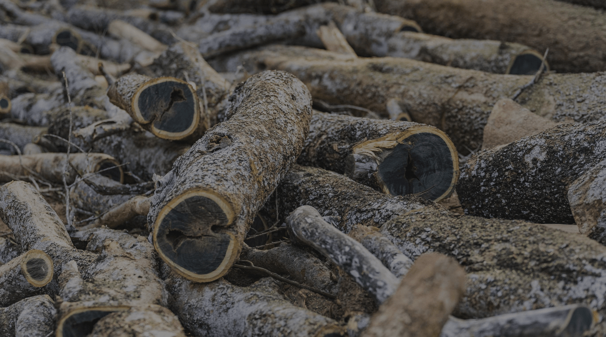 The World of Guaiacwood Trees - Essential Oils