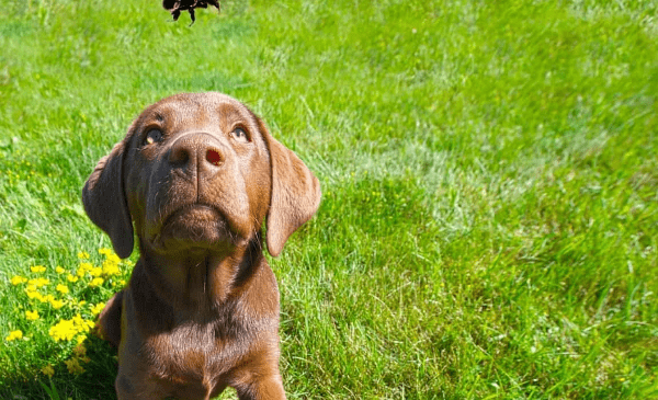 How to Deal With Your Dog's Bee Sting Incident