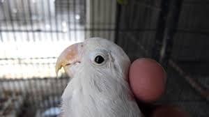 Is Your Bird’s Eye Bulging? - Bird care