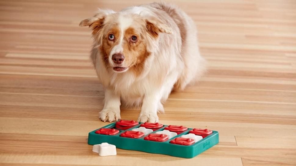 Activities to Entertain Your Dog Indoors