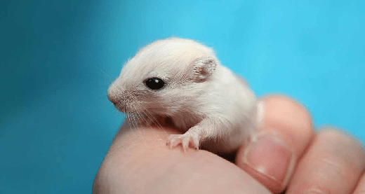 Caring for your first gerbil