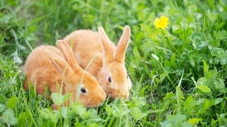 Rabbits and Arthritis