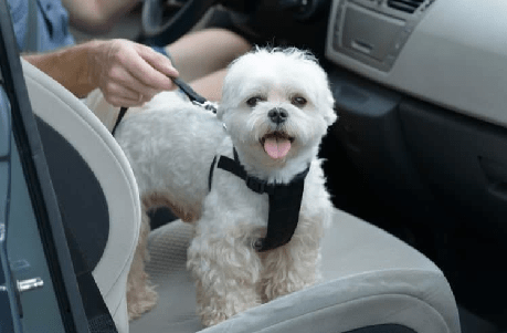 Types Of Dog Restraint