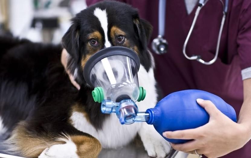 Breathing Problems In Dogs - Dog Care