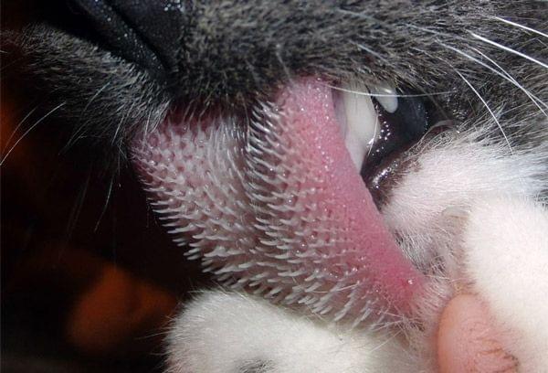 The Rough Tongues of Cats - cat care