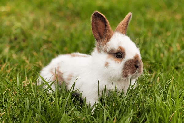 Triggers of Aggressive Behavior In Rabbits