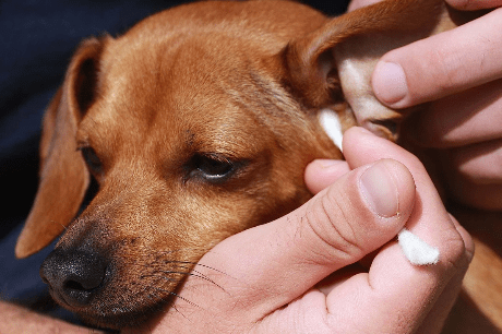 Ear Infections and Dogs