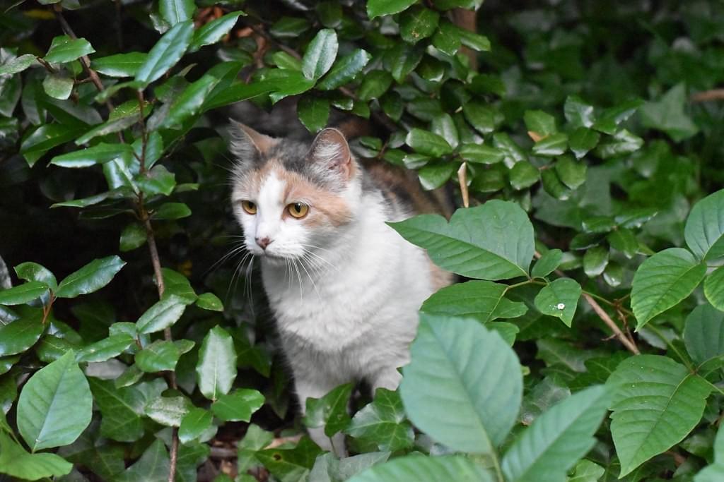 Poison Ivy in Cats - cat care