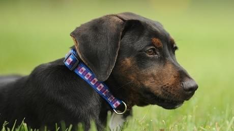 Choosing a car collar for your pet