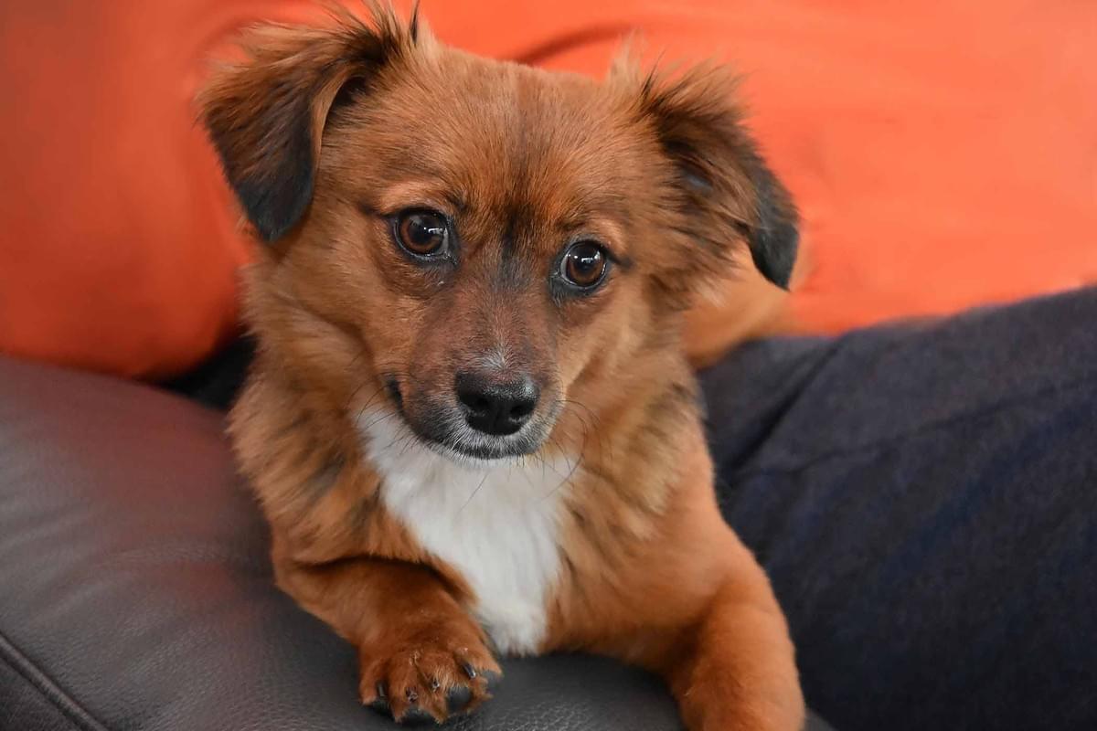 Watery Eyes In Dogs Watery Eyes In Dogs