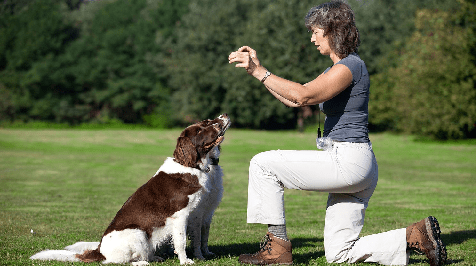 What skills to teach your dog