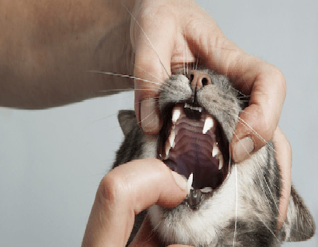 What are Causes of Gum Disease in Cats?