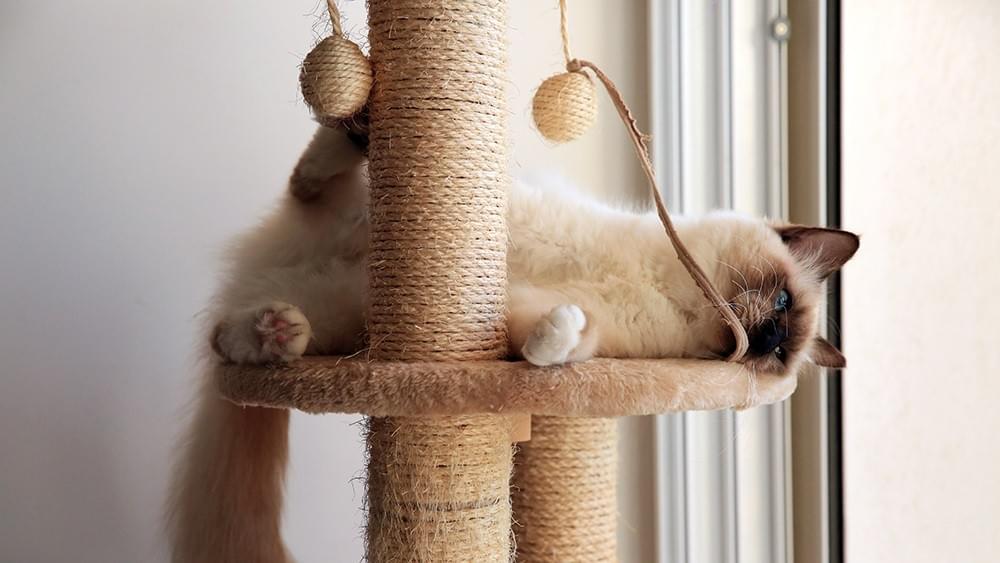 Choosing A Scratching Post – Why Material Matters