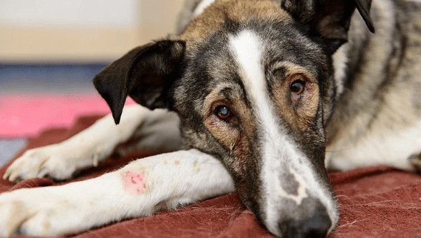 Common Causes Of Abscesses In Dogs