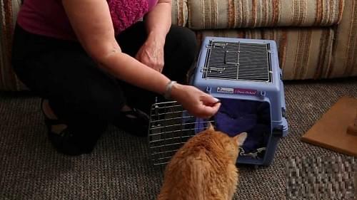 Cat Crate Training Tips