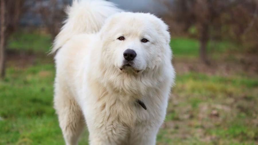 The Maremma Sheepdog