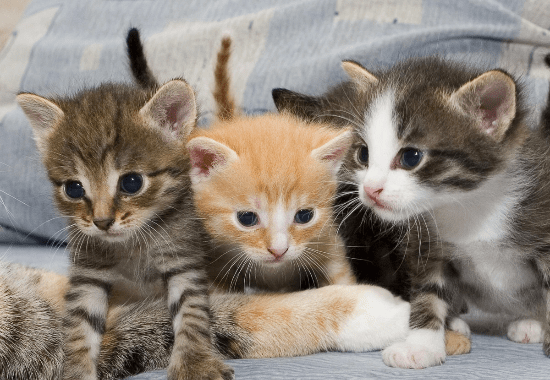 Learning about different cat breeds - cat care pet care