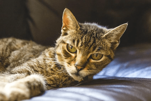 Hyperthyroidism Treatment In Cats -- Treating With Meth...