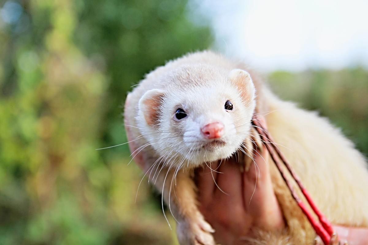 How Heartworms are Transmitted in Ferrets - pet care