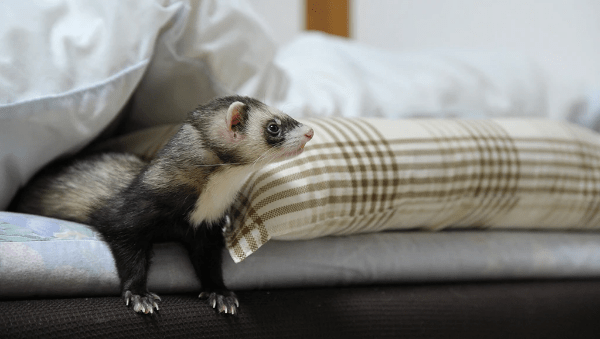 Ways To Keep Ferrets Cool In Hot Weather