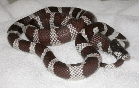 Blister Disease In Snakes - snake care