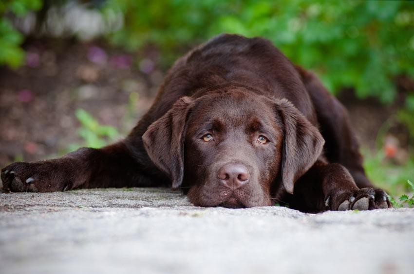 How to Diagnose Bloat in Dogs