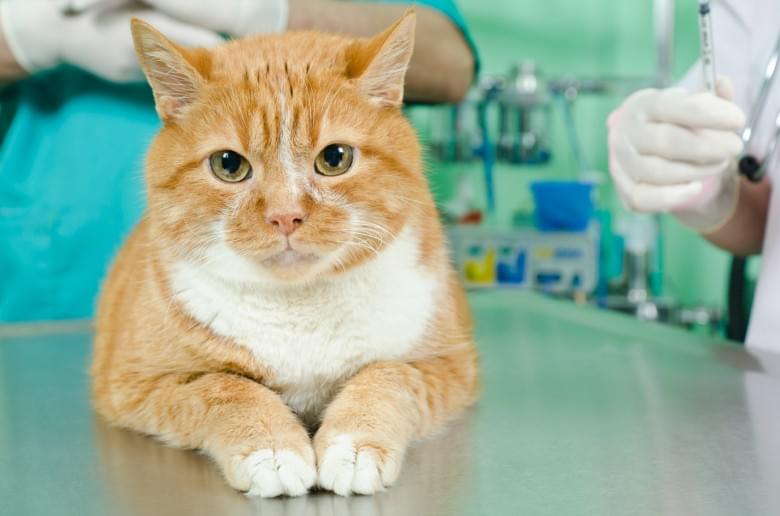 Managing Your Cat’s Hyperthyroidism