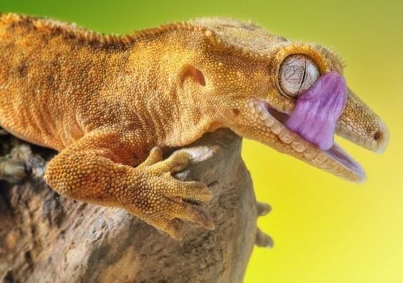 Infectious Stomatitis (Mouth Rot) In Pet Reptiles
