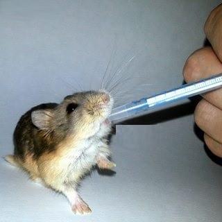 Treating Seizures in Hamsters - hamesters care