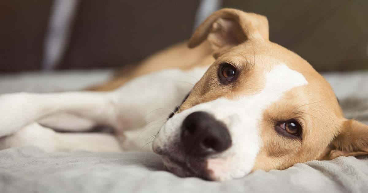 Understanding Your Dog's Lumps and Bumps