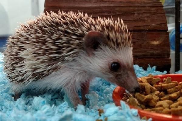 Your Hedgehog’s Diet - pet care