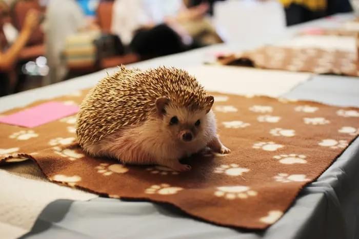 How to Place Your Hedgehog in a Show