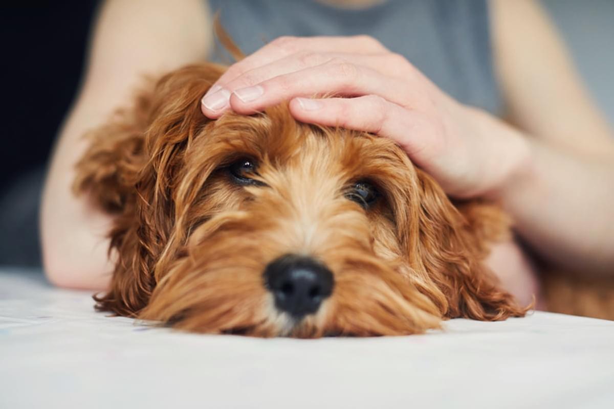 Understanding Your Dog's Dandruff