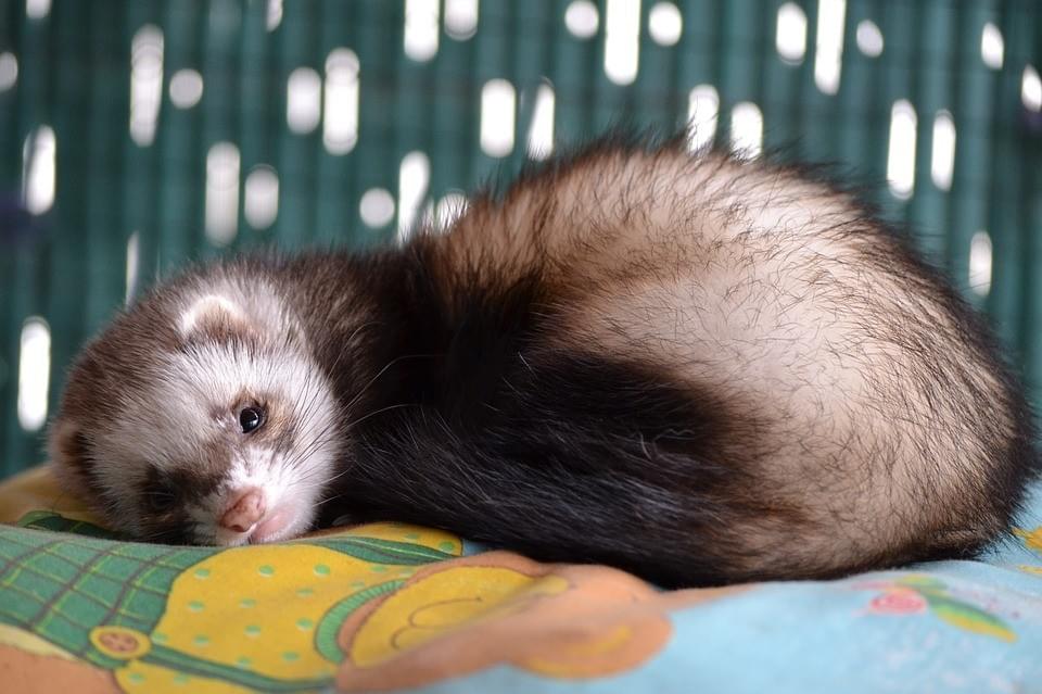 sleeping ferrets