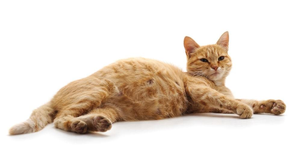 Does Bloat Happen in Felines ? - cat care