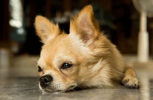 How To Care For A Chihuahua