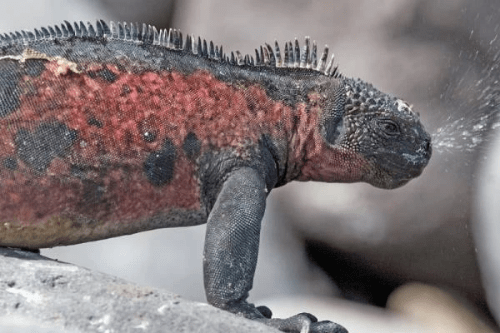 Can Lizards Sneeze?