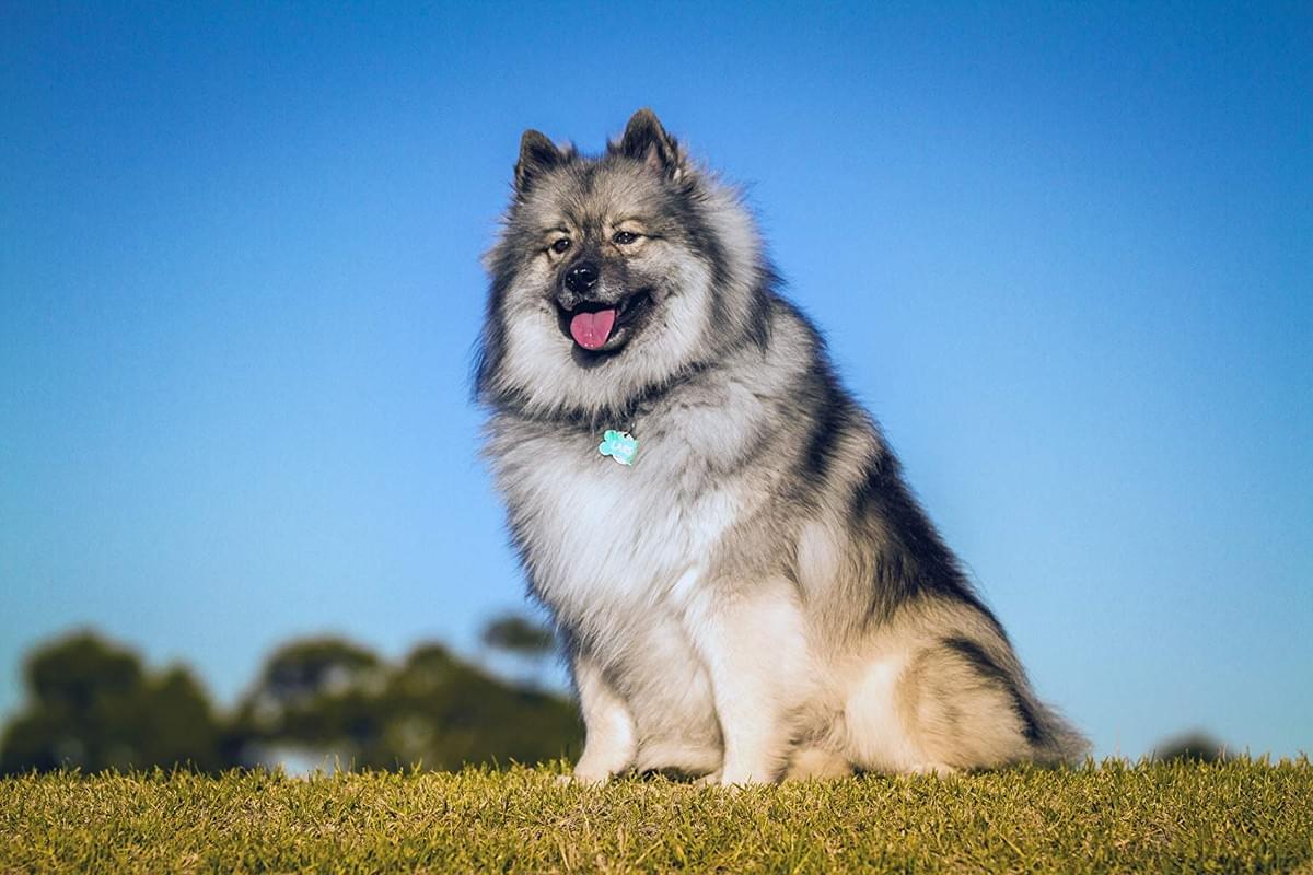 The Keeshond